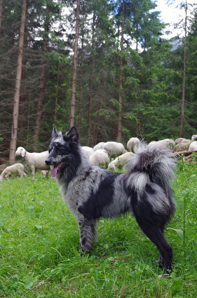 Cane Pastore Della Lessinia E Lagorai