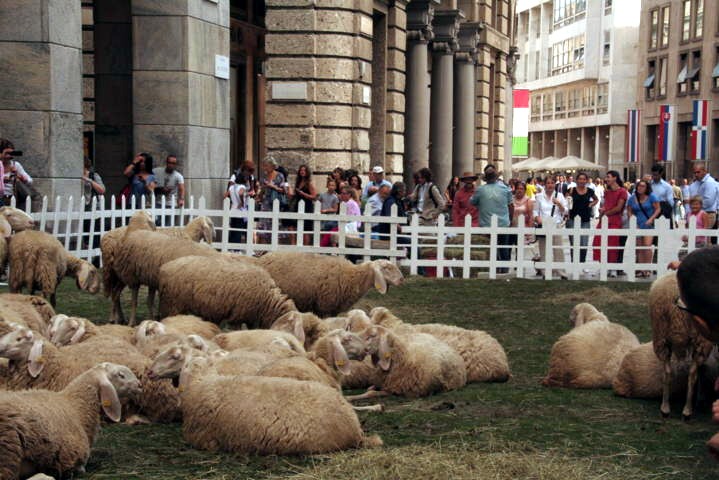 Pecore alla Rinascente