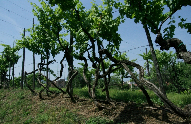 Vigneto storico Capretti