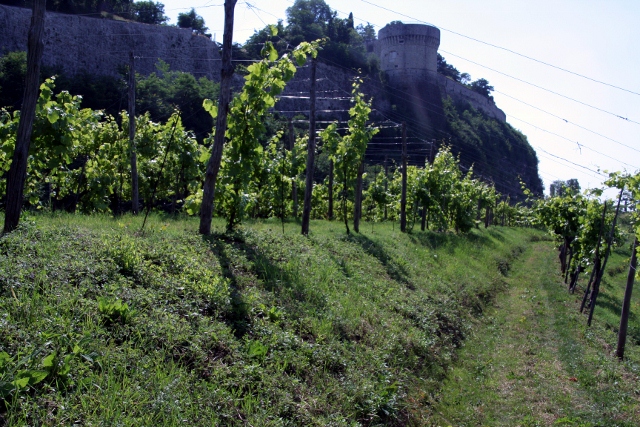 Vigneto storico Capretti