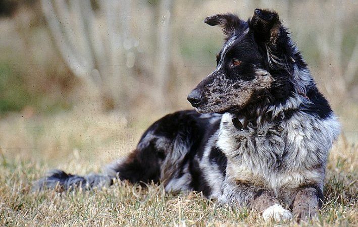 Cane pastore della Lessinia e Lagorai