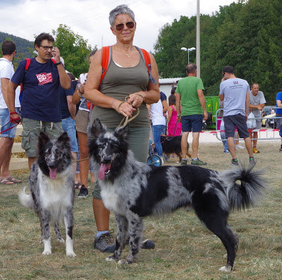 Cane pastore della Lessinia e Lagorai